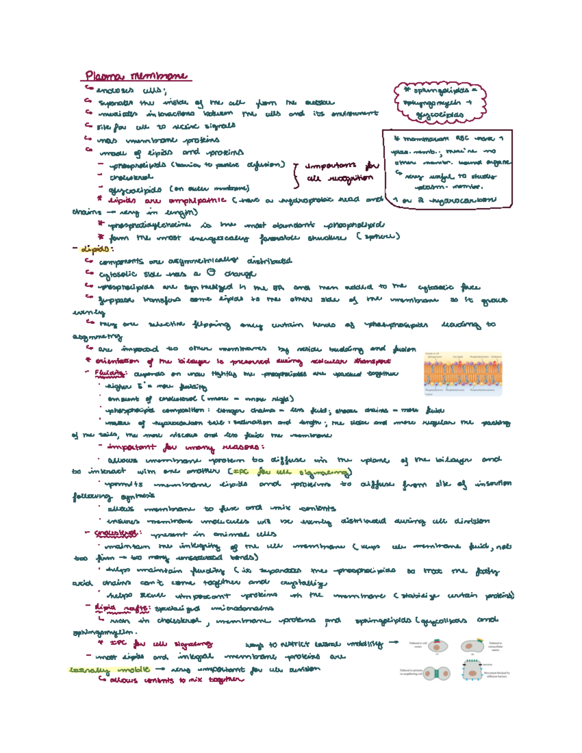 Plasma membrane - Plasma membrane encloses cells spmmgoeipias my ...