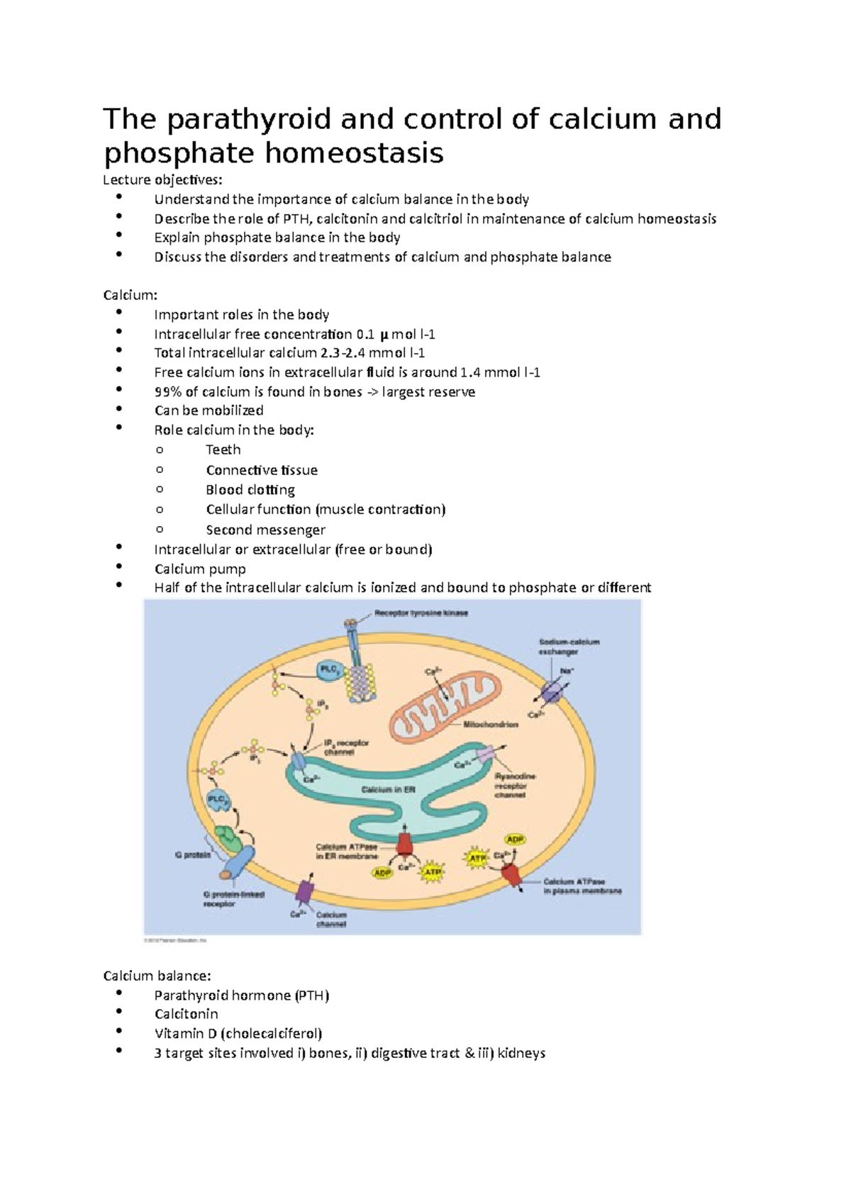 The parathyroid and control of calcium and phosphate homeostasis - The ...