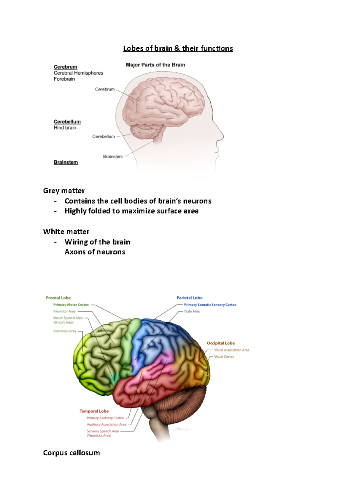 All module notes - Lobes of brain & their functions Grey matter ...