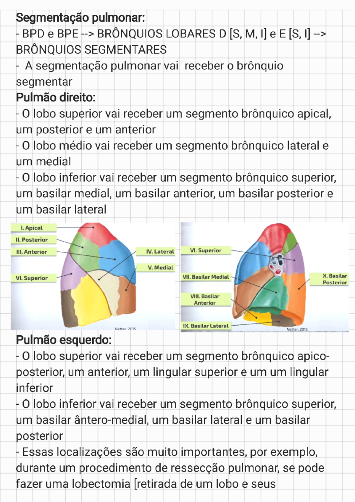 Anatomia dos pulmões - Segmentação pulmonar: BPD e BPE BRÔNQUIOS ...