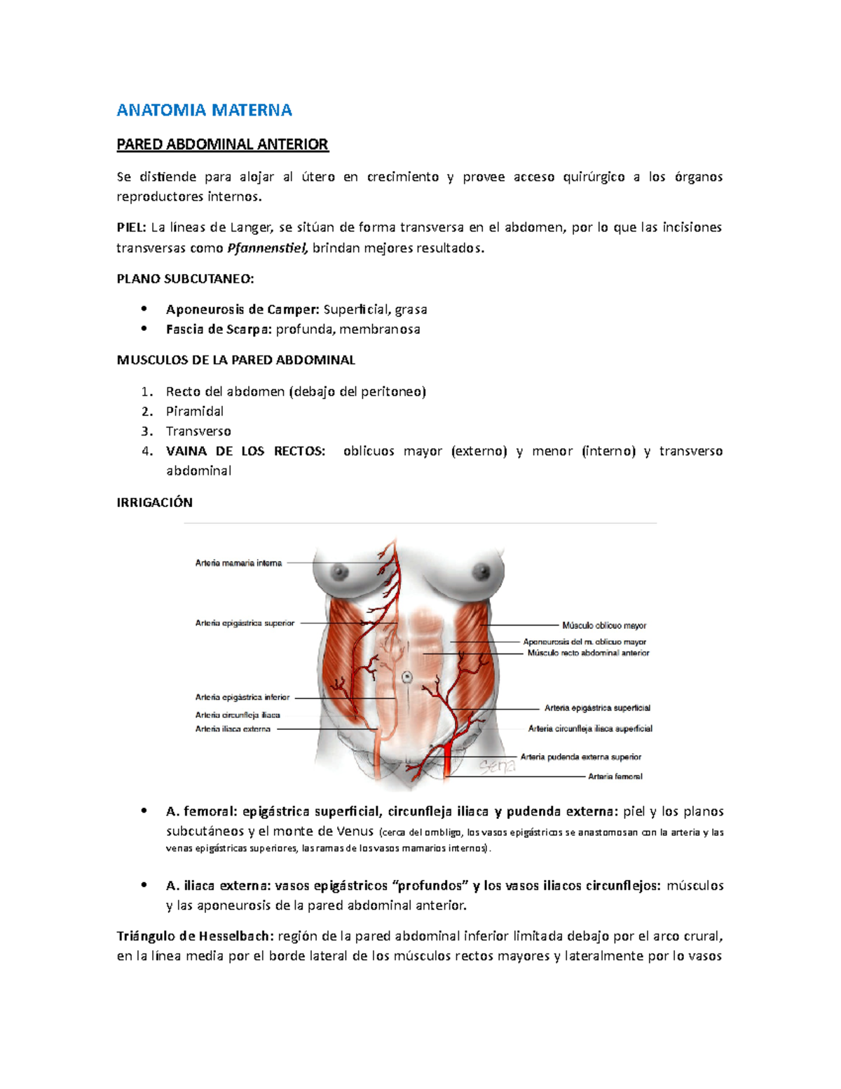 Anatomia-materna Modulo de anatomia Ginecologia y obstetricia ...