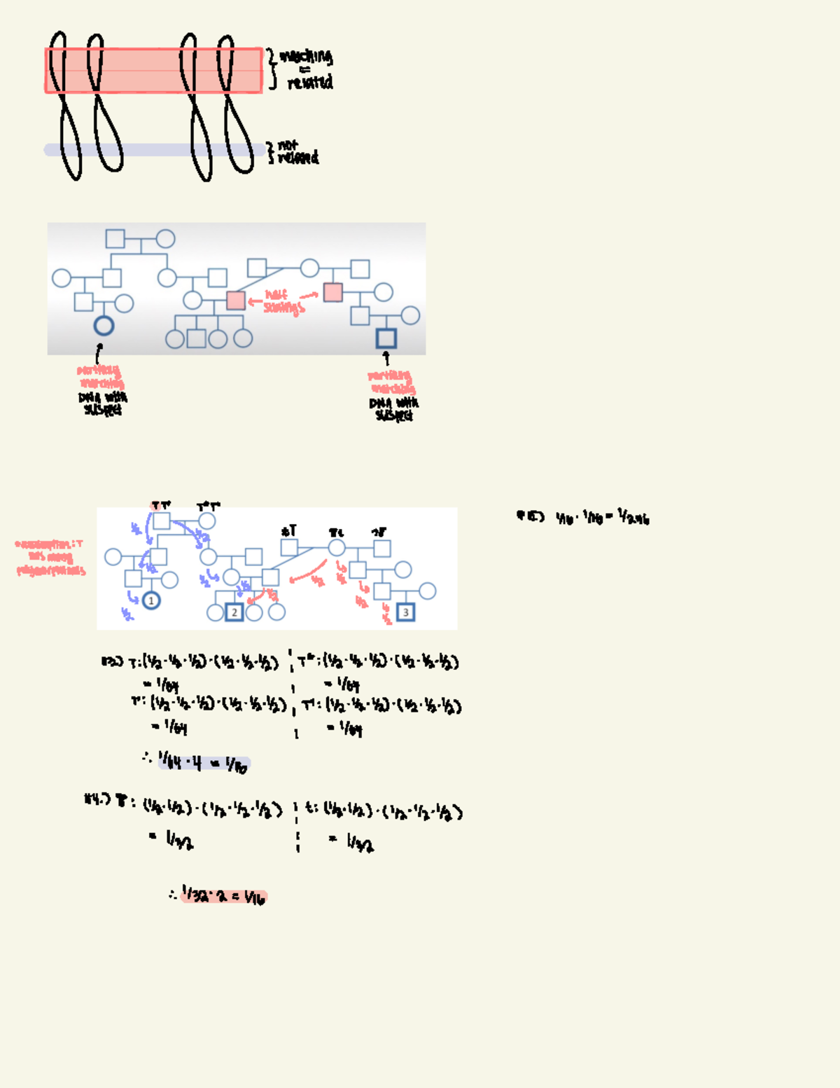 Genetics - A & fD . . 70 half , siblingss p partially partially matching matching DNA with BNA ...