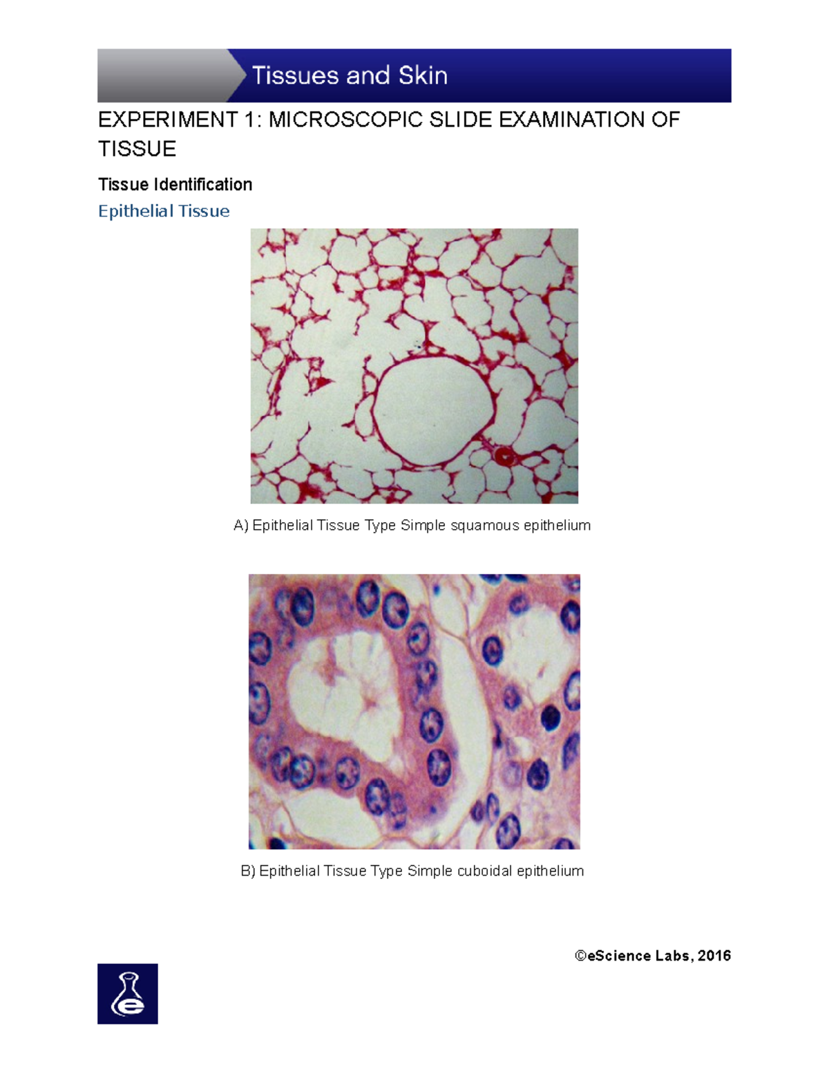 Lab5-Tissues+and+Skin-Sp20 - EXPERIMENT 1: MICROSCOPIC SLIDE ...