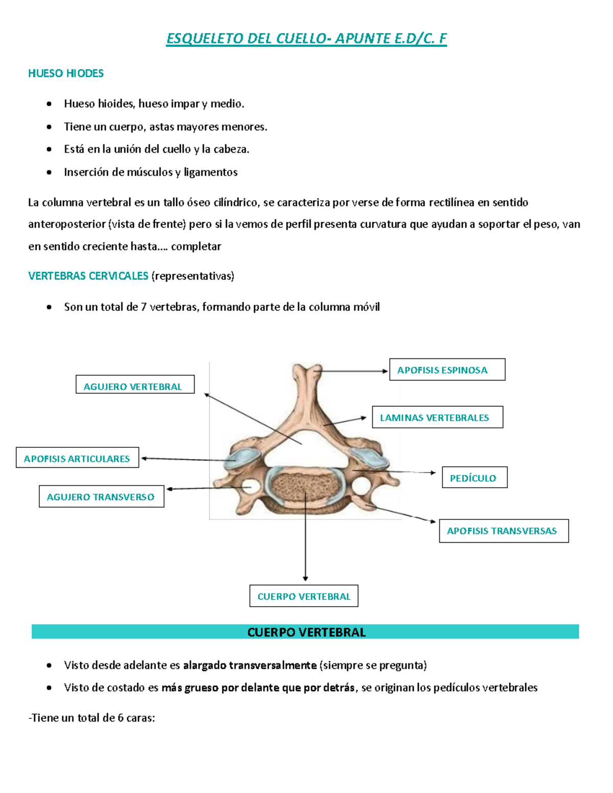 Esqueleto DEL Cuello - ESQUELETO DEL CUELLO- APUNTE E/C. F HUESO HIODES ...