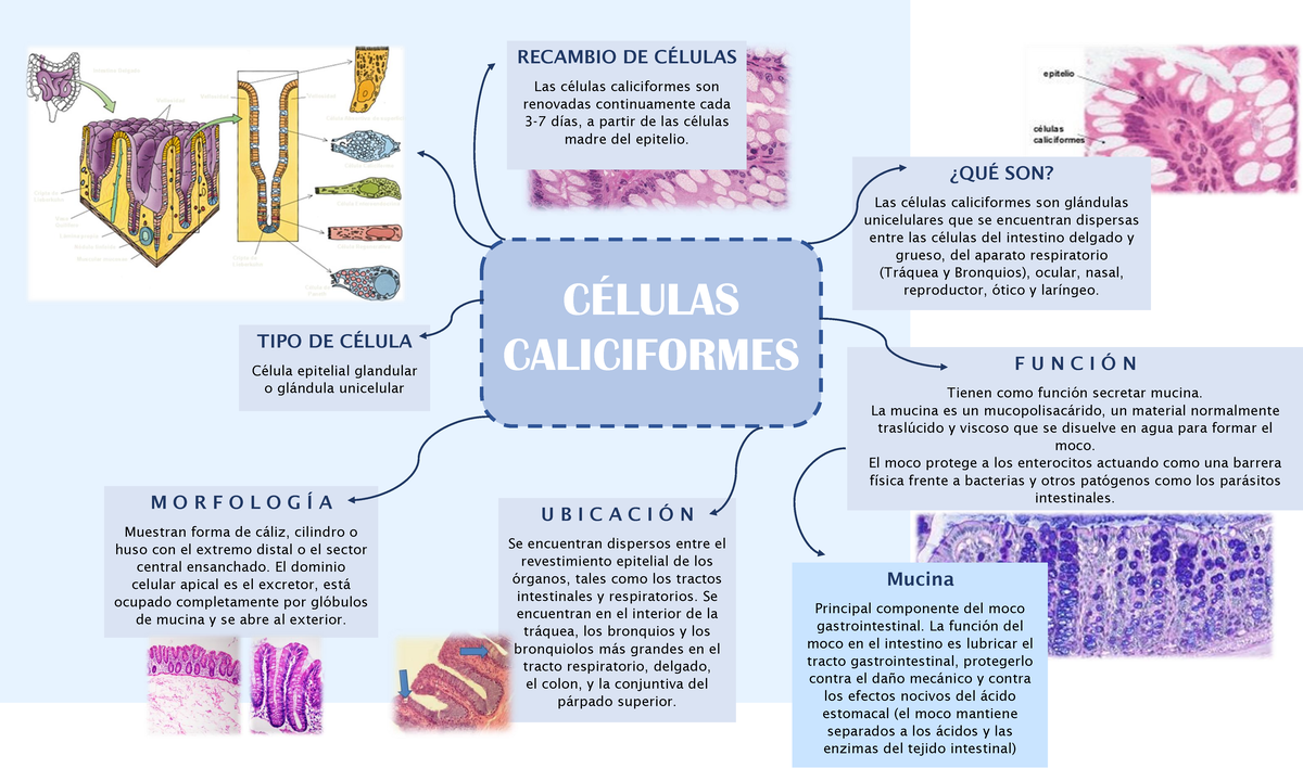 Mapa mental de la célula caliciforme MBEA - CÉLULAS CALICIFORMES ¿QUÉ ...