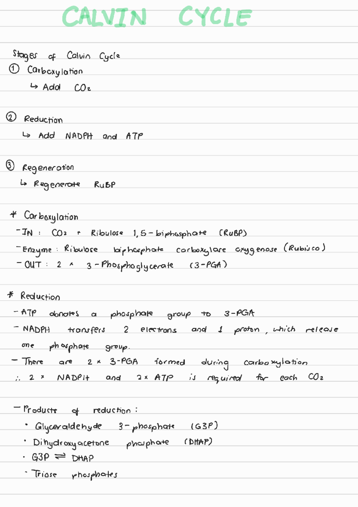 Calvin Cycle summary - MLB 111 - Studocu