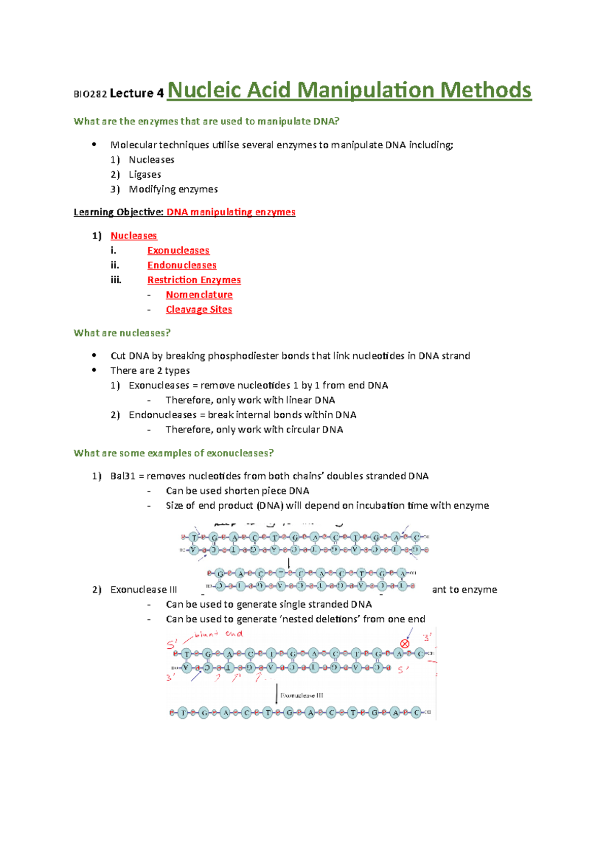 BIO282 Lecture 4 Nucleic Acid Manipulation Methods - Exonucleases ii ...