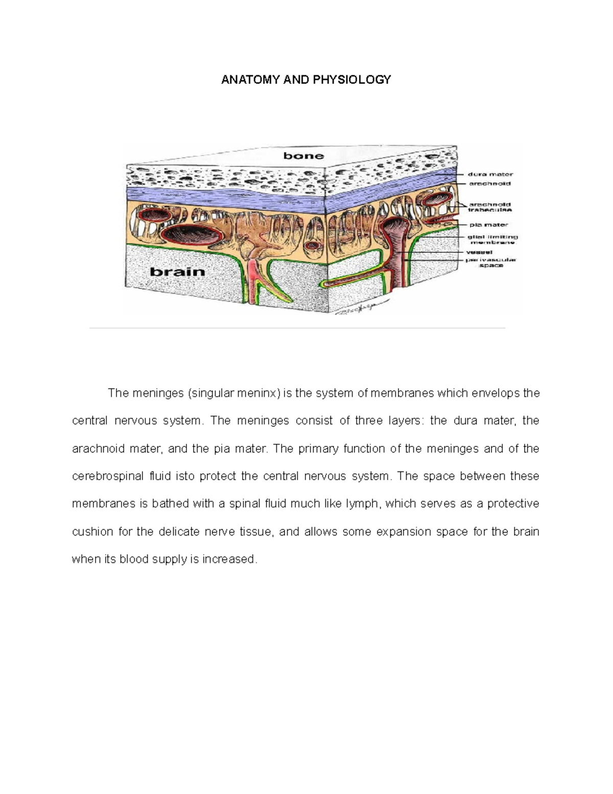 anatomy and physiology notes - ANATOMY AND PHYSIOLOGY The meninges ...