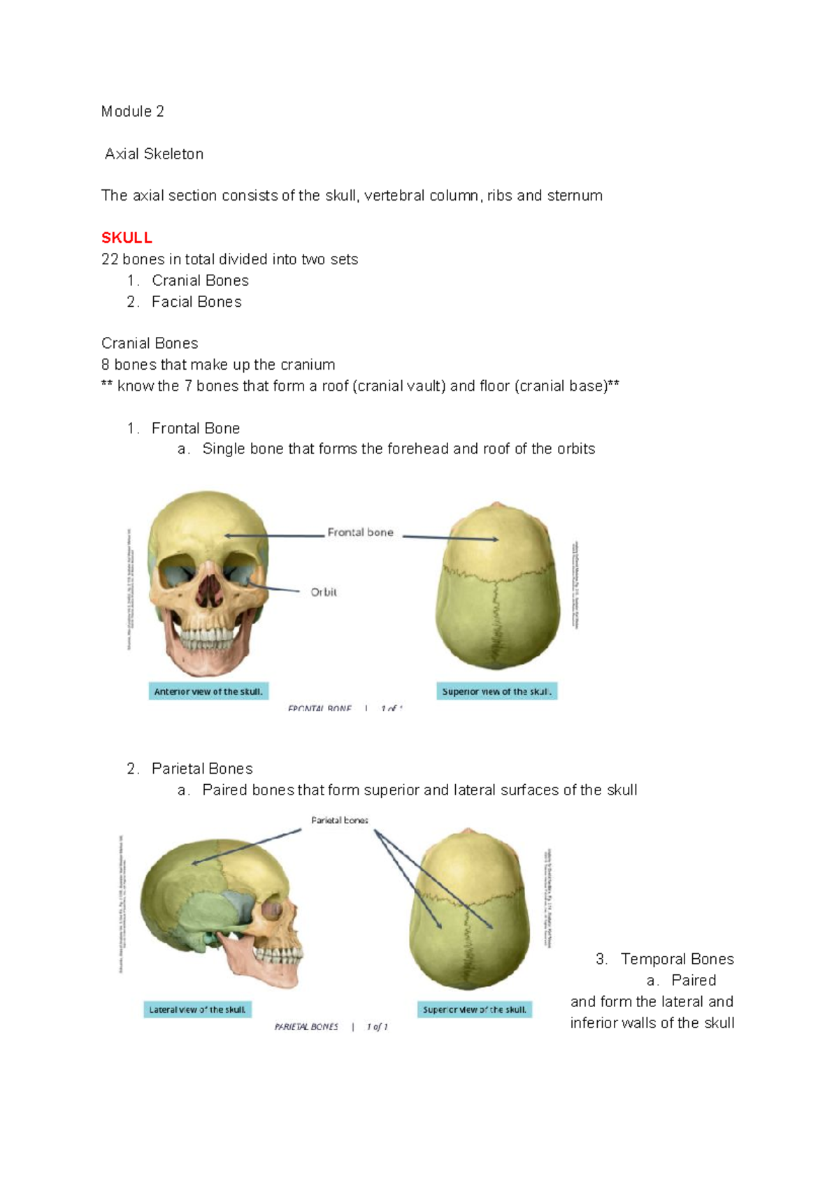 Module 2 Skeletal System - Module 2 Axial Skeleton The axial section ...