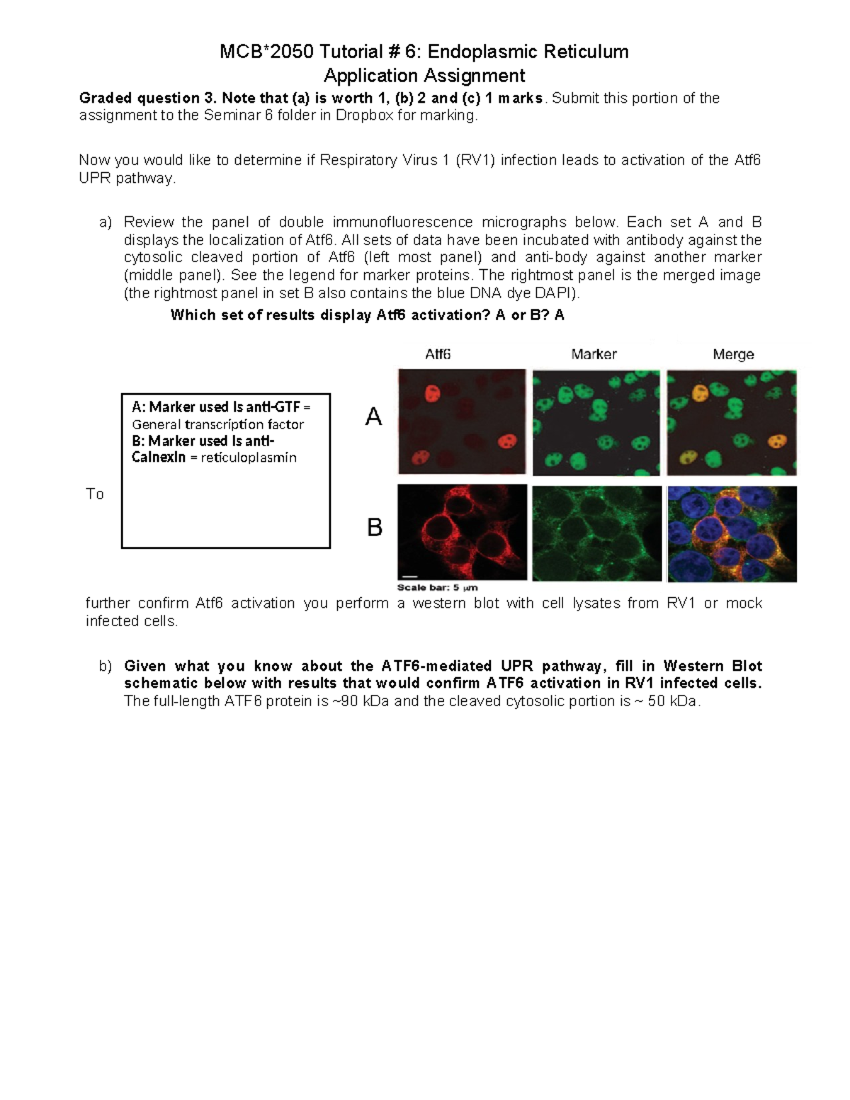 Endoplasmic reticulum seminar 6 word NEW - MCB*2050 Tutorial # 6: Endoplasmic Reticulum ...
