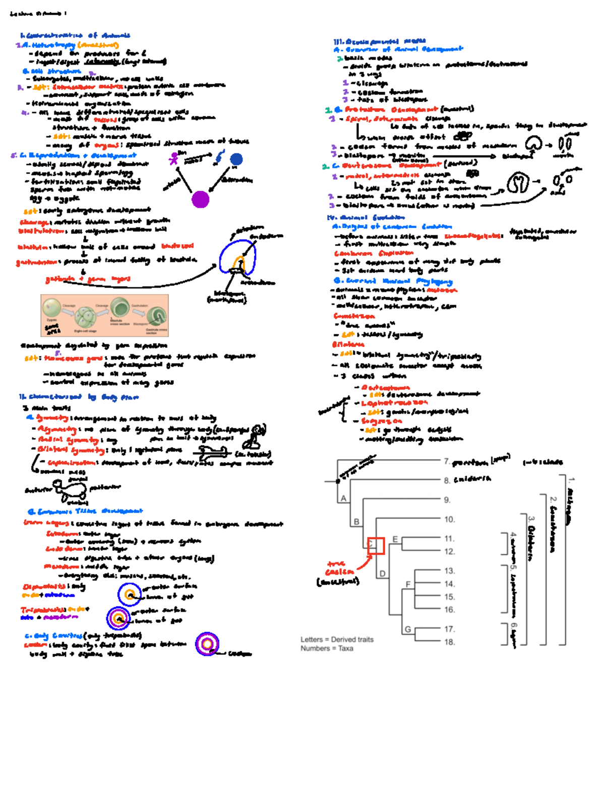 5 animals I - Lecture notes for Dr. Stern Cardinale and and Dr ...