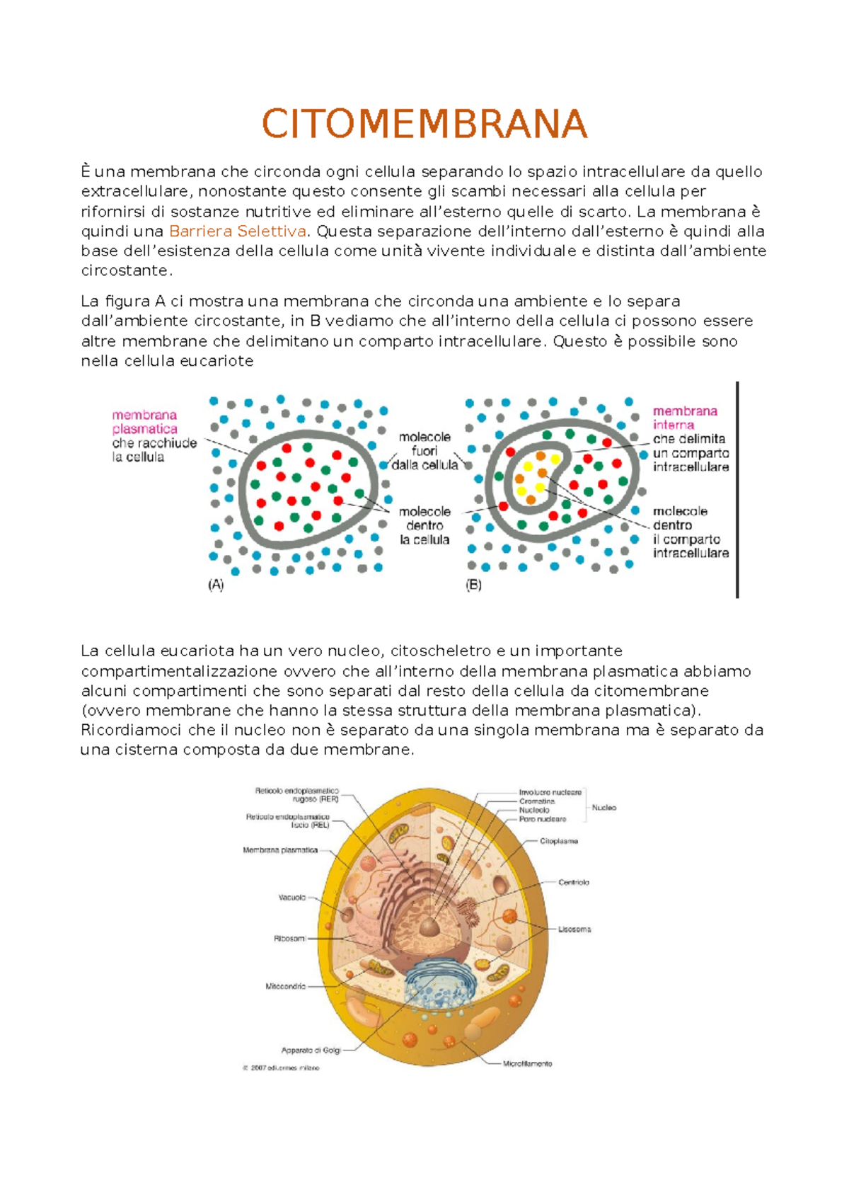 Citomembrane appunti miei - CITOMEMBRANA È una membrana che circonda ...