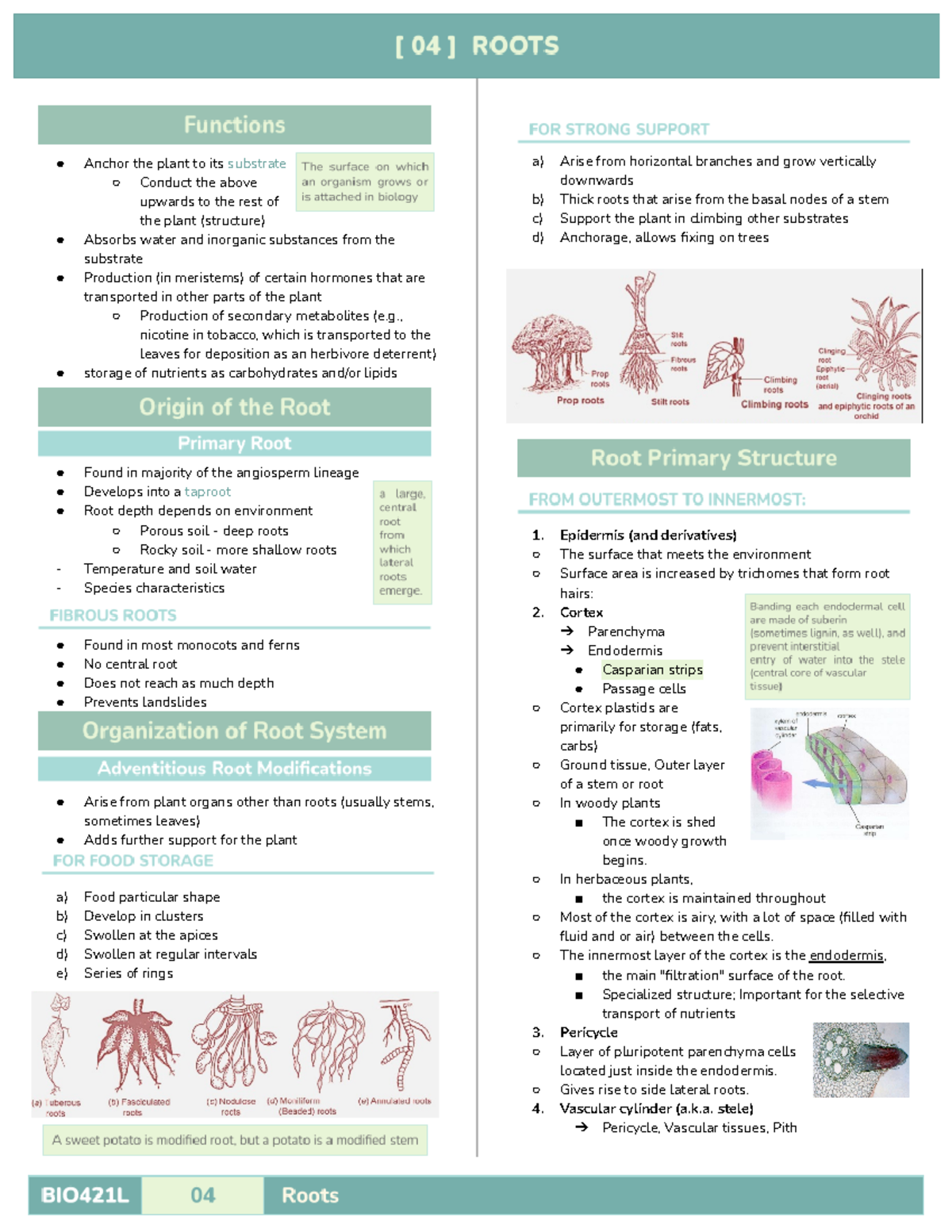 Roots - Functions Anchor the plant to its substrate Conduct the above upwards to the rest of the ...