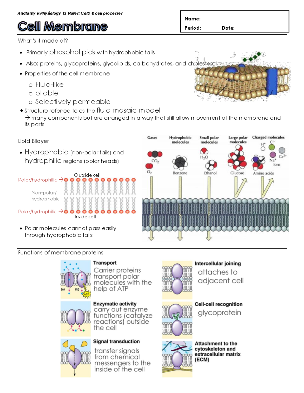 3.Plasma membrane - filled in - Anatomy & Physiology 12 Notes: Cells ...