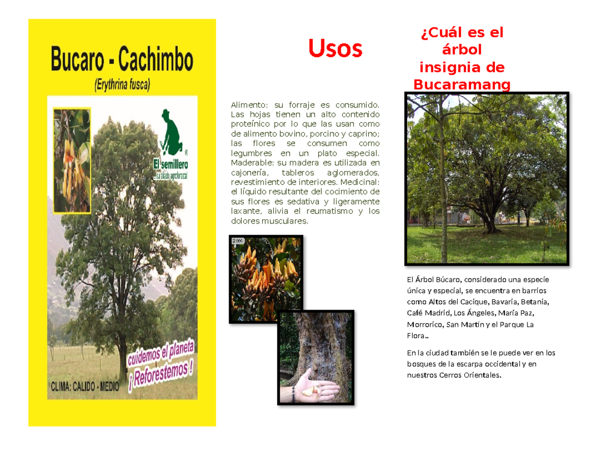 Folleto Arbol Bucaro - Alimento: su forraje es consumido. Las hojas ...