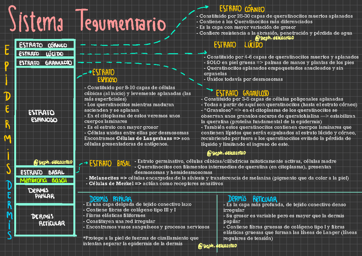 Epidermis-dermis - Warning: Error during font loading: XMLHttpRequest is not defined Constituido ...