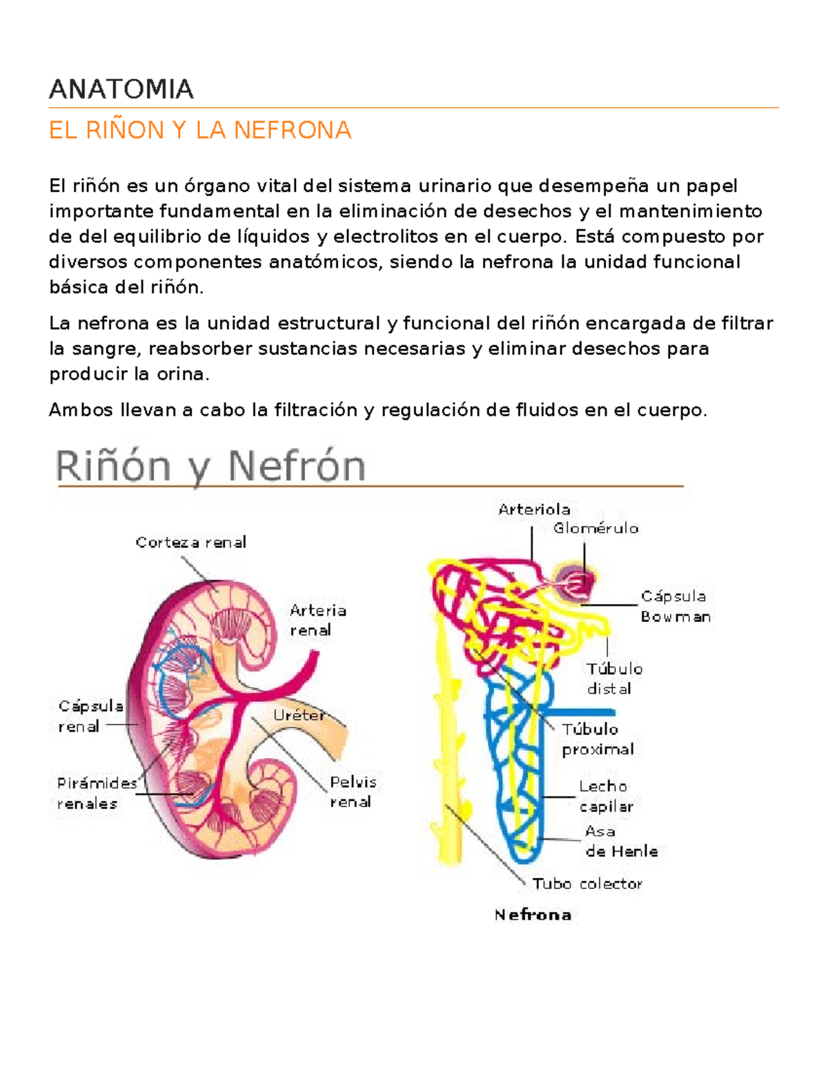 Anatomia Riñon Y Nefrona - ANATOMIA EL RIÑON Y LA NEFRONA El riñón es ...