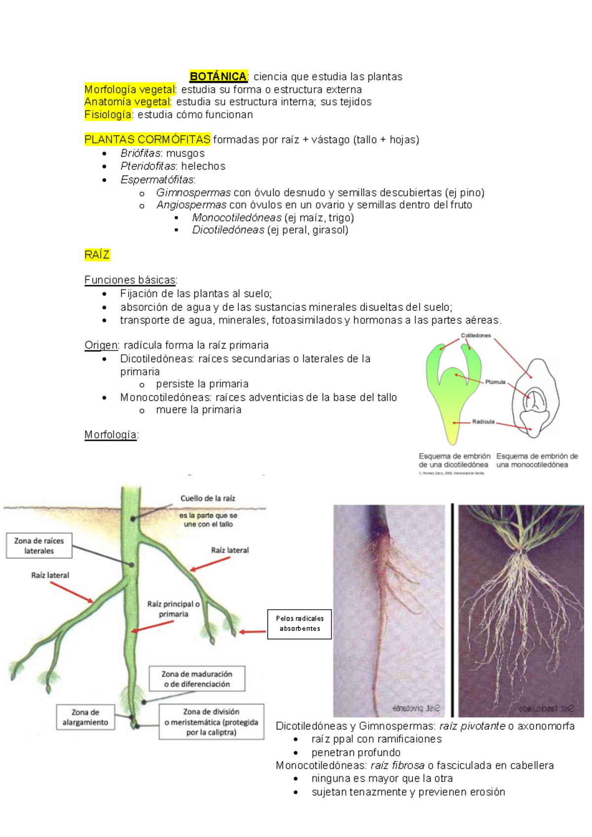 BOTÁNICA resumen - Completo - BOTÁNICA: ciencia que estudia las plantas ...