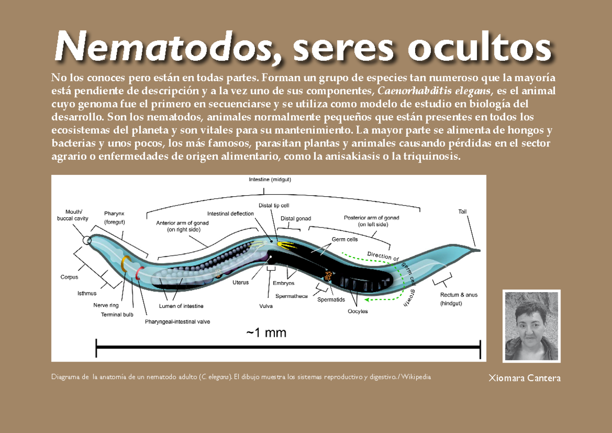 nematodos parasitología - Nematodos, seres ocultos ####### Diagrama de la anatomía de un ...