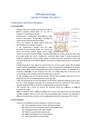 Lecture 10 Notes (Skin) - Pathophysiology Lecture 10 Notes: Skin ...