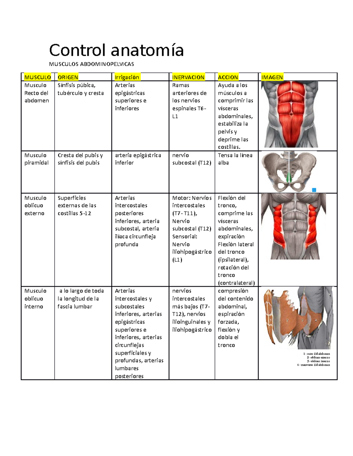 anatomía humana - Control anatomía MUSCULOS ABDOMINOPELVICAS MUSCULO ...