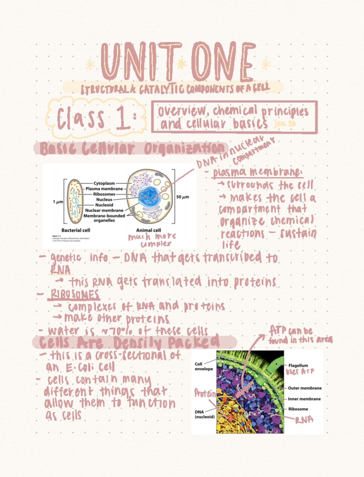 Unit 1 - professor coyle biochem 501 - UNITED Not STRUCTURAL ...
