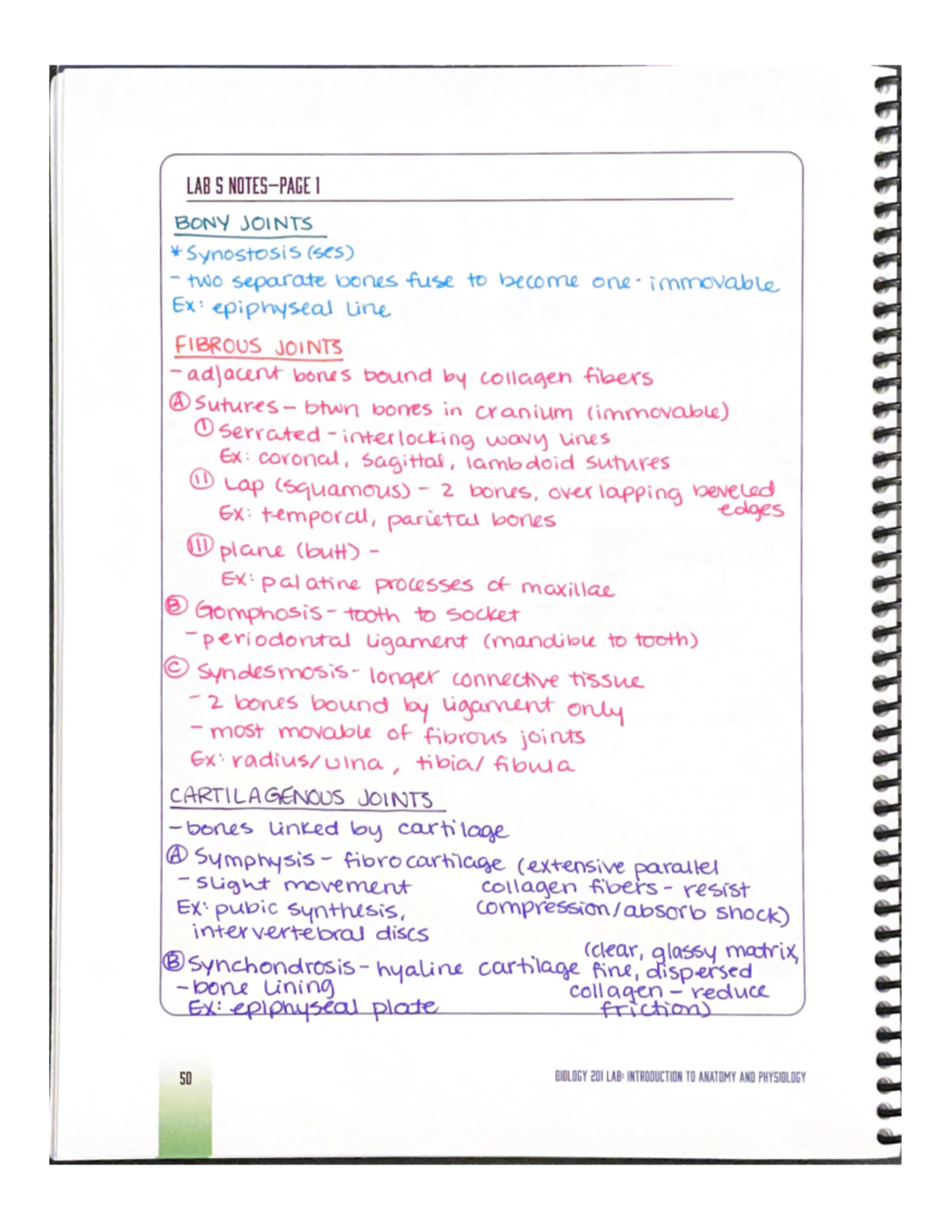 Lab 5 notes and drawings articulations - BIO 201L - Studocu