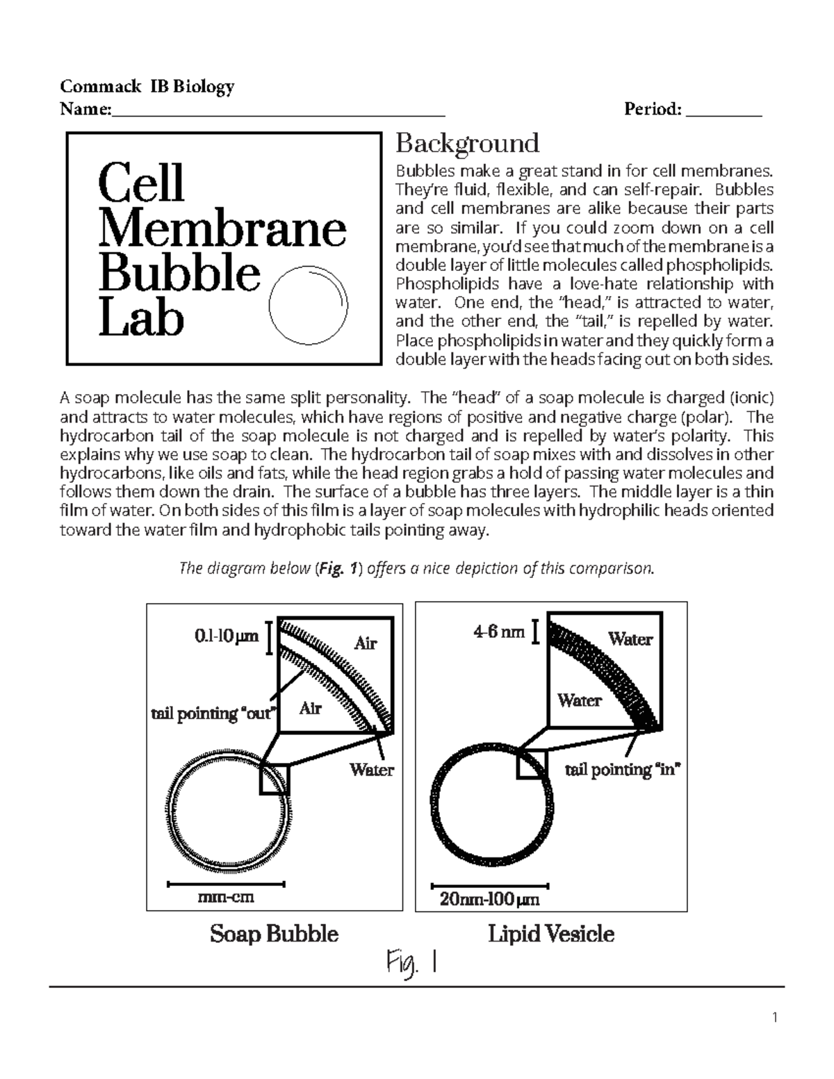 Bubble Lab - Membrane polarity - Background Bubbles make a great stand ...