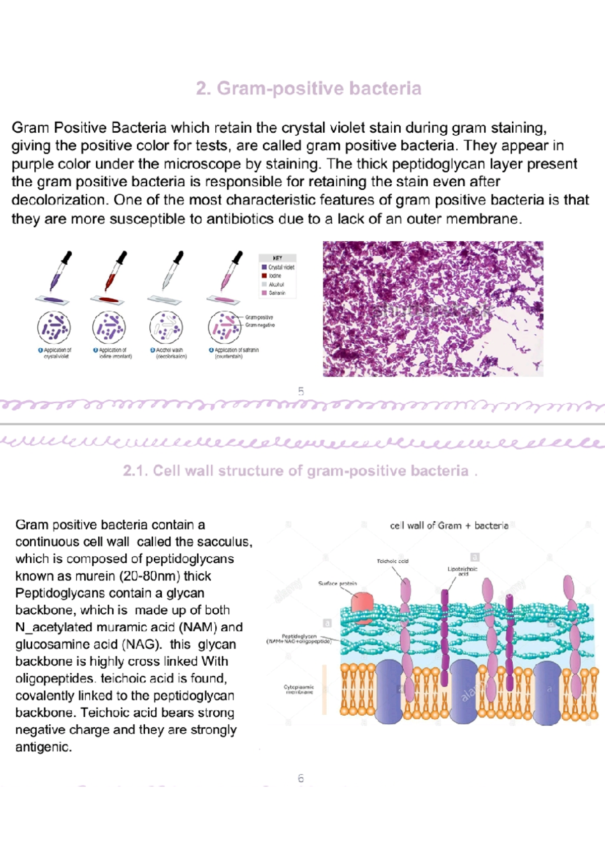 Difference between gram positive & gram negative bacteria - General ...