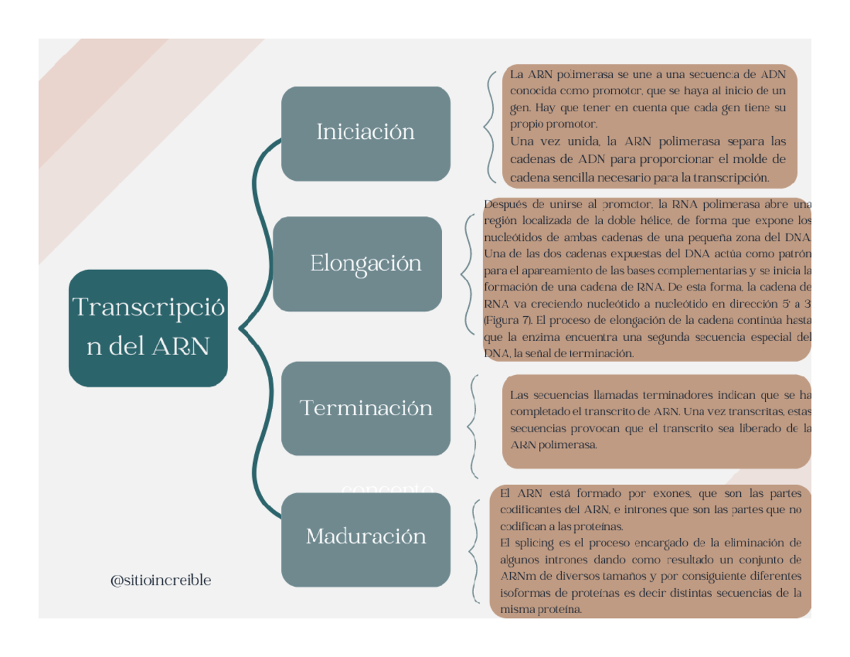 Actividad 17 - Transcripción del ARN, iniciacion, elongacion ...