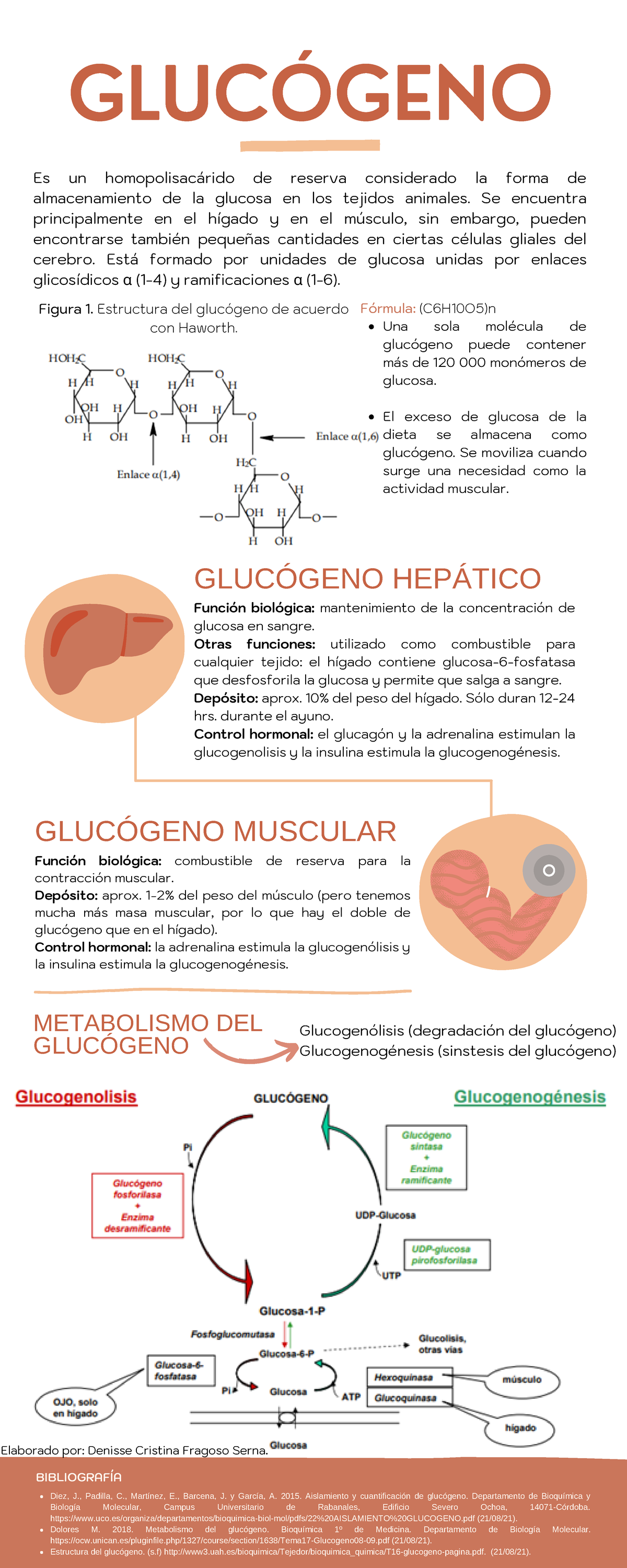 Glucógeno-Denisse Cristina Fragoso Serna - GLUCÓGENO MUSCULAR Función ...