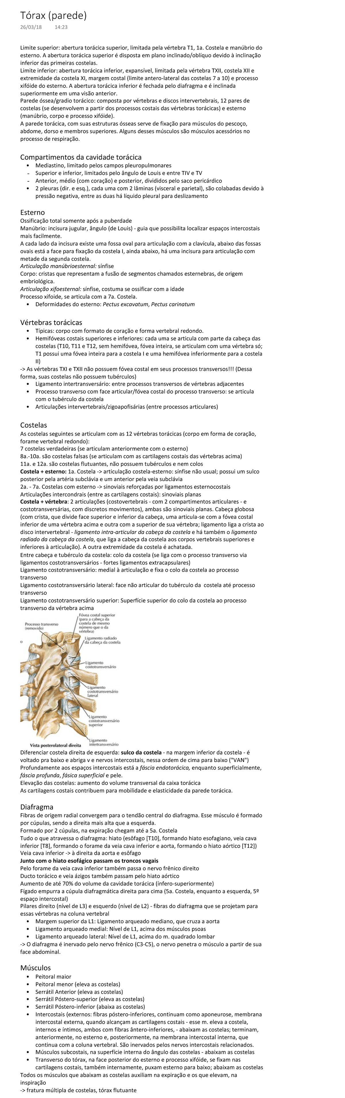 Tórax (parede) - Aula de anatomia, parede do tórax, Prof. Godoy ...