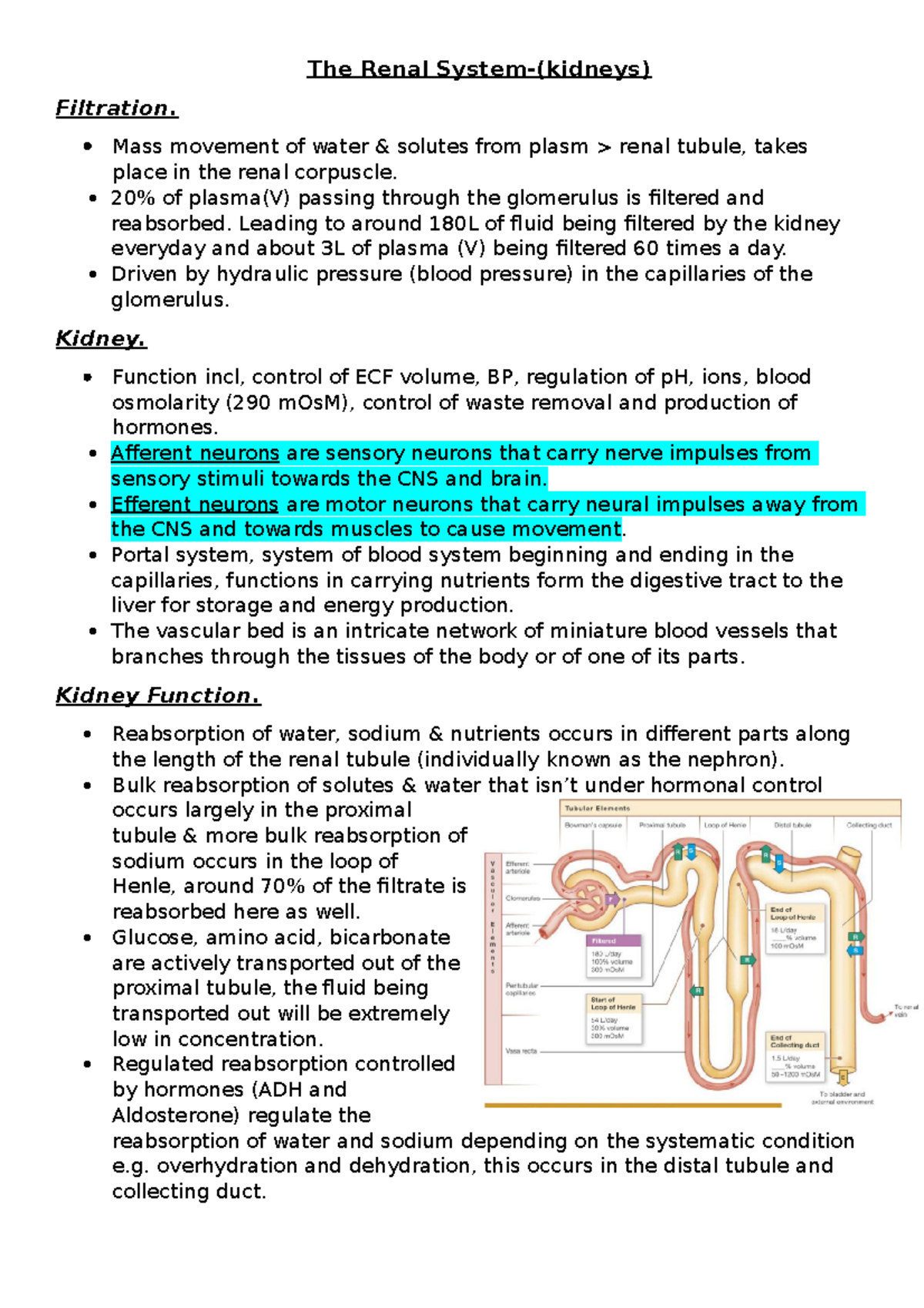 The Renal System Guide - The Renal System-(kidneys) Filtration. Mass ...