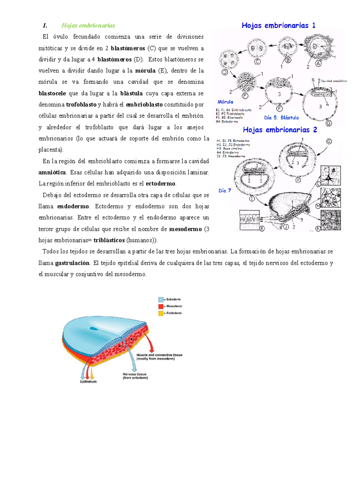 TEMA 8. histogénesis - 1. Hojas embrionarias El óvulo fecundado ...