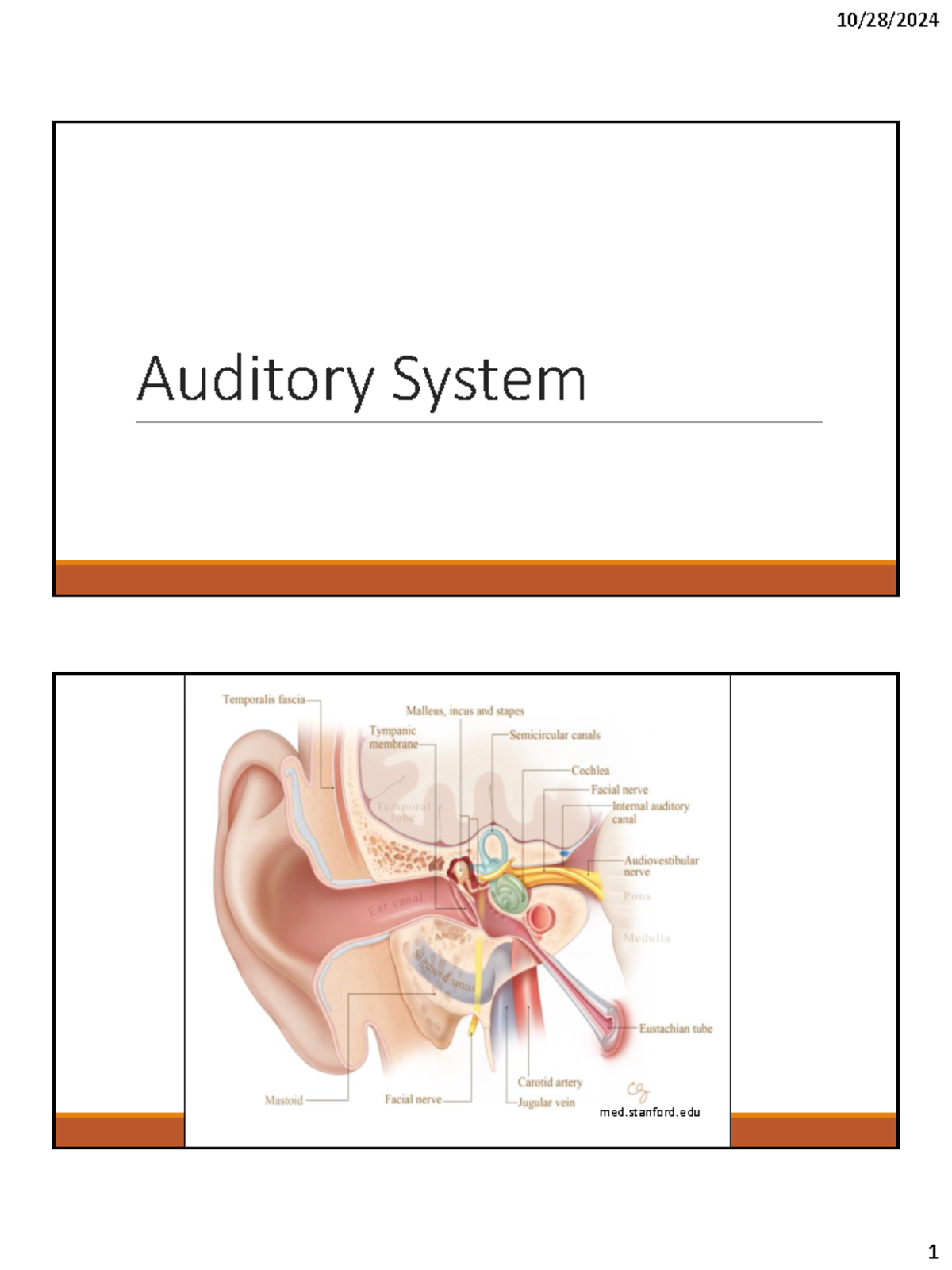 9 Auditory System - These are one of the lecture slides we have during class. - Auditory System ...