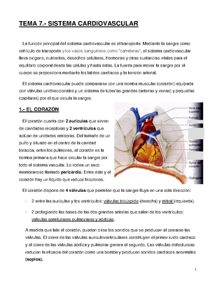 Cardio - Preguntas del sistema cardíaco de anatomia - En el corazón las ...