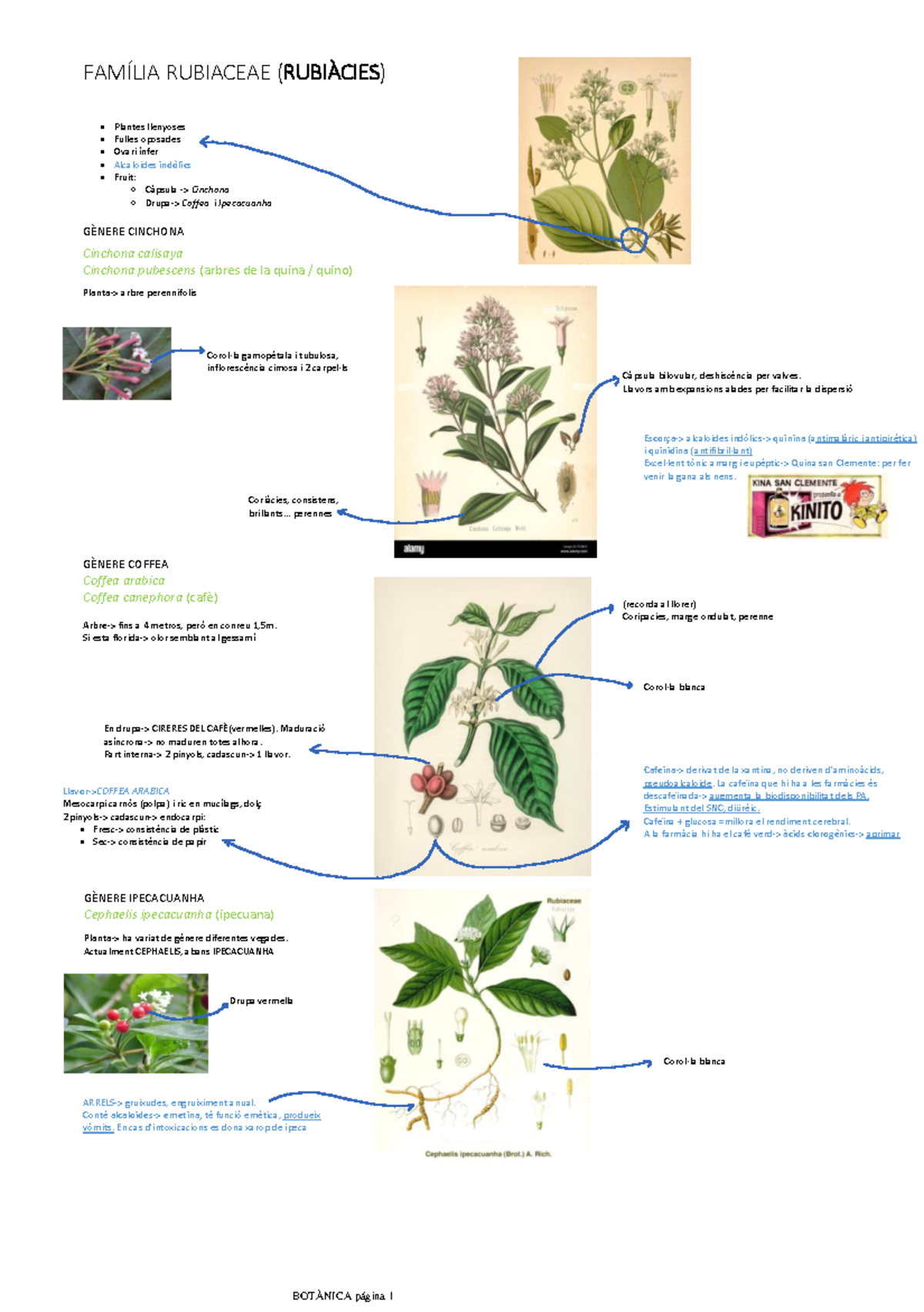 Família Rubiaceae ( Rubiàcies) - Plantes llenyoses Fulles oposades ...