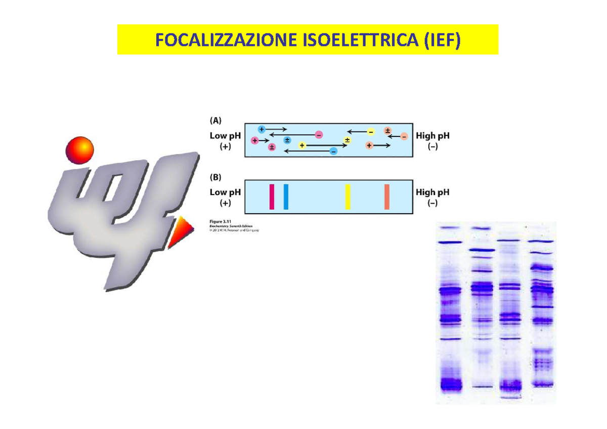 Isoelettrofocalizzazione - FOCALIZZAZIONE ISOELETTRICA (IEF) ELETTROFORESI DI PROTEINE CRITERI ...