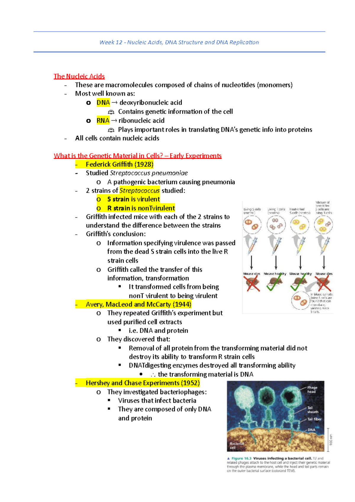 Week 12 - Lecture notes 12 - Week 12 - Nucleic Acids, DNA Structure and ...