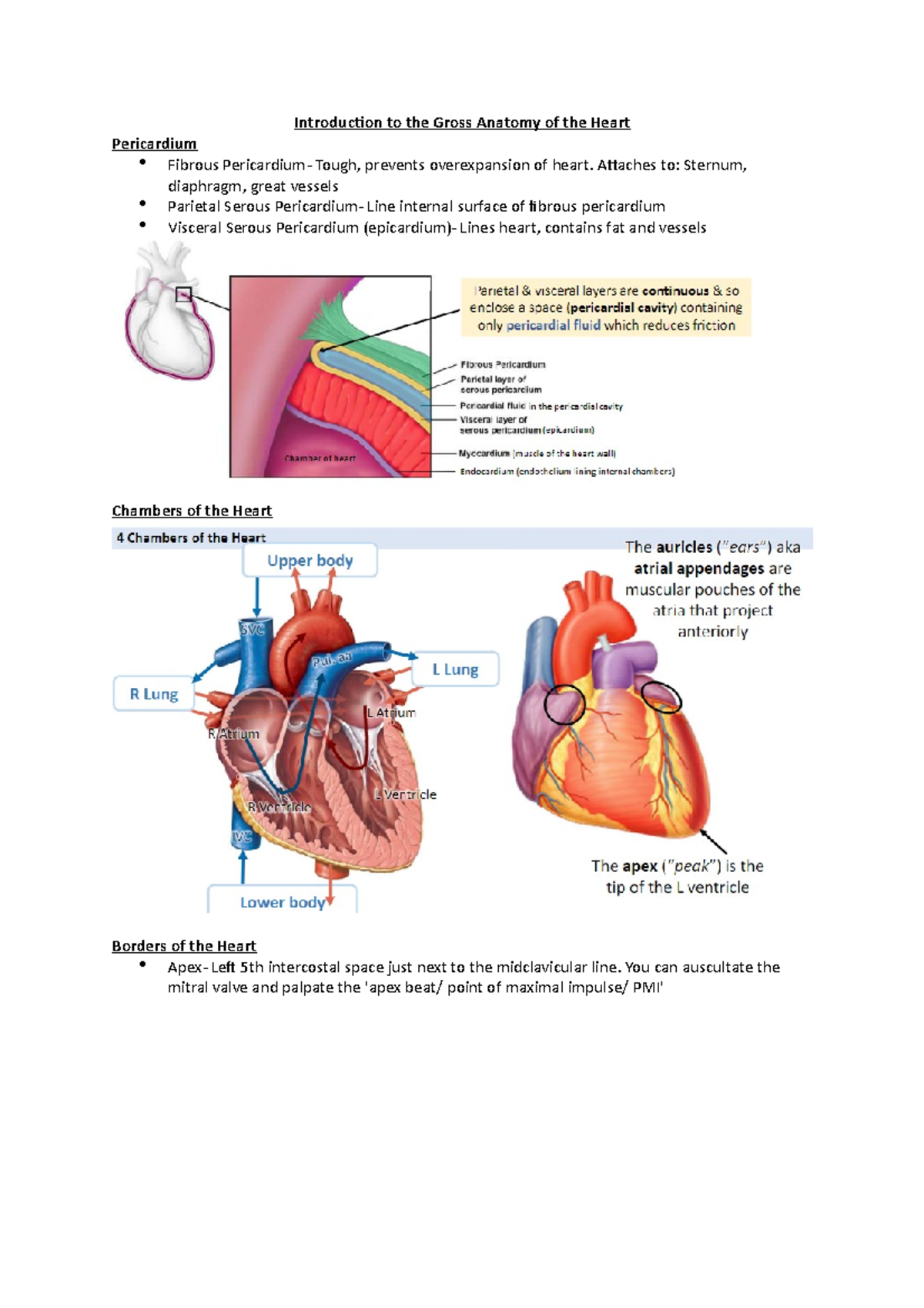 Introduction to the Gross Anatomy of the Heart - Introduction to the ...