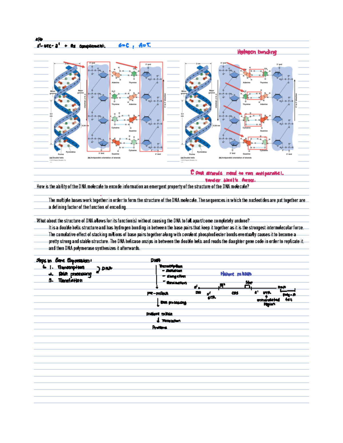 DNA cont’d class meeting 6 (notes) - 216 ####### 5 bee 3 its complement ...