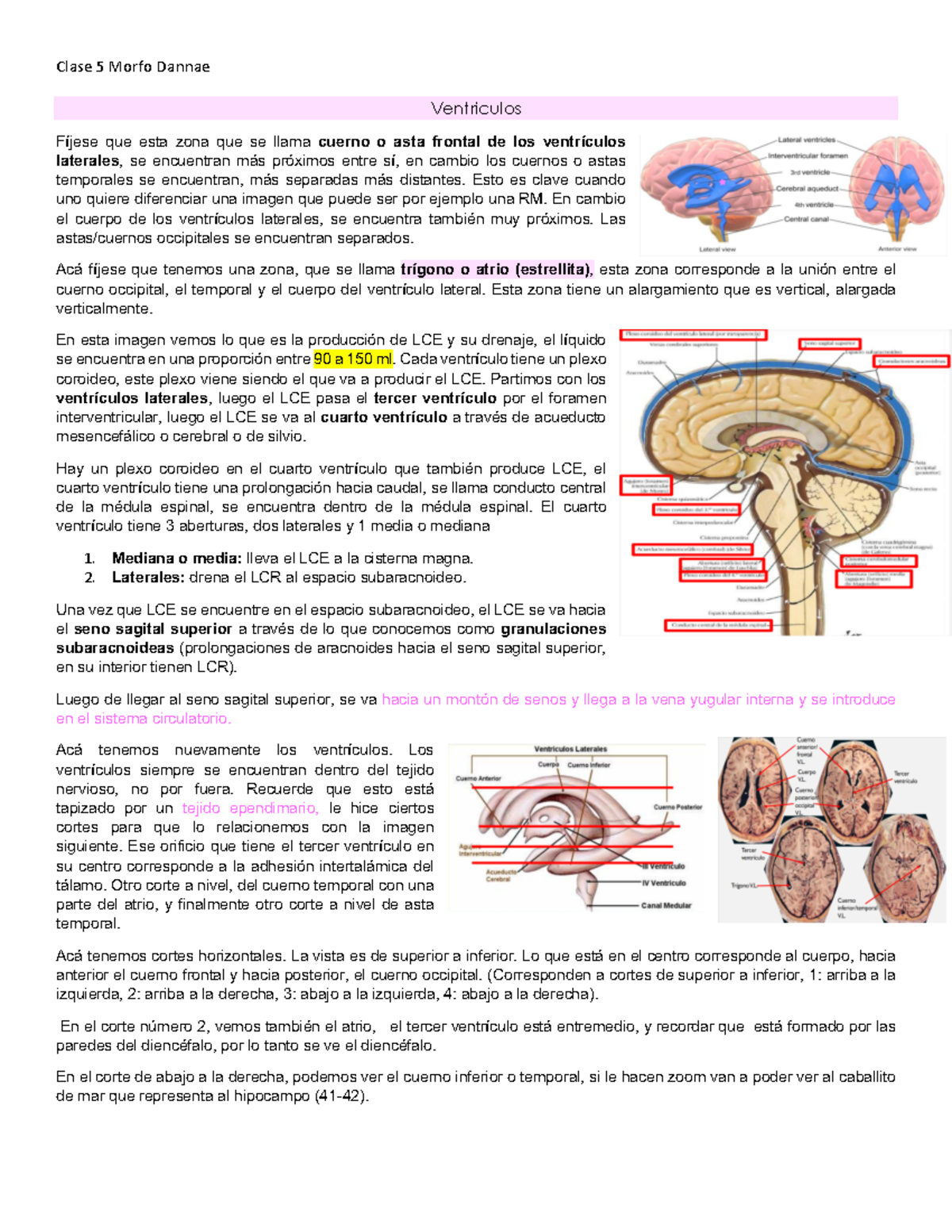 Clase N°5 Cerebro- Inicio Tronco encefálico - Ventriculos Fíjese que ...