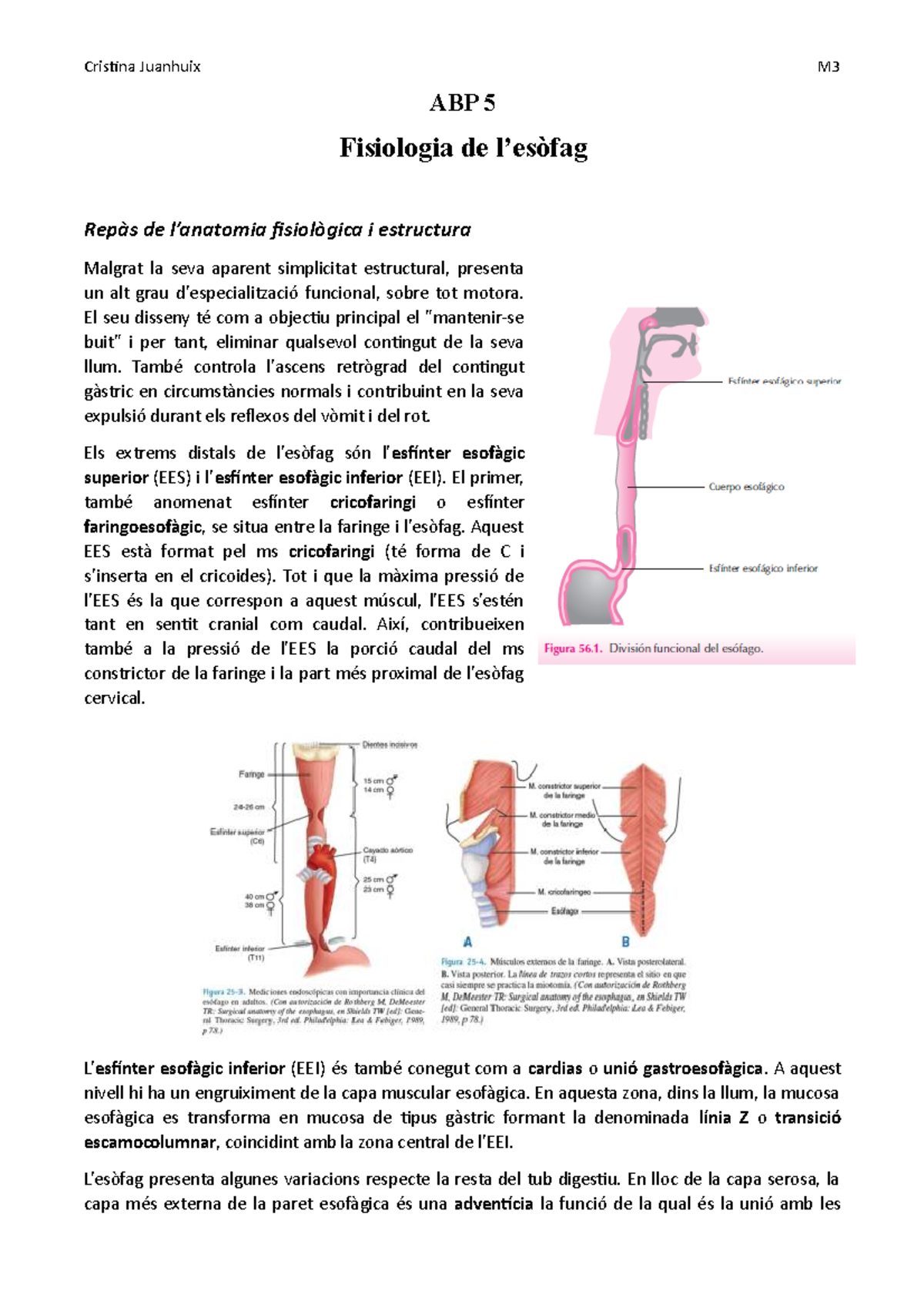 Fisiologia esòfag - ABP 5 Fisiologia de l’esòfag Repàs de l’anatomia ...