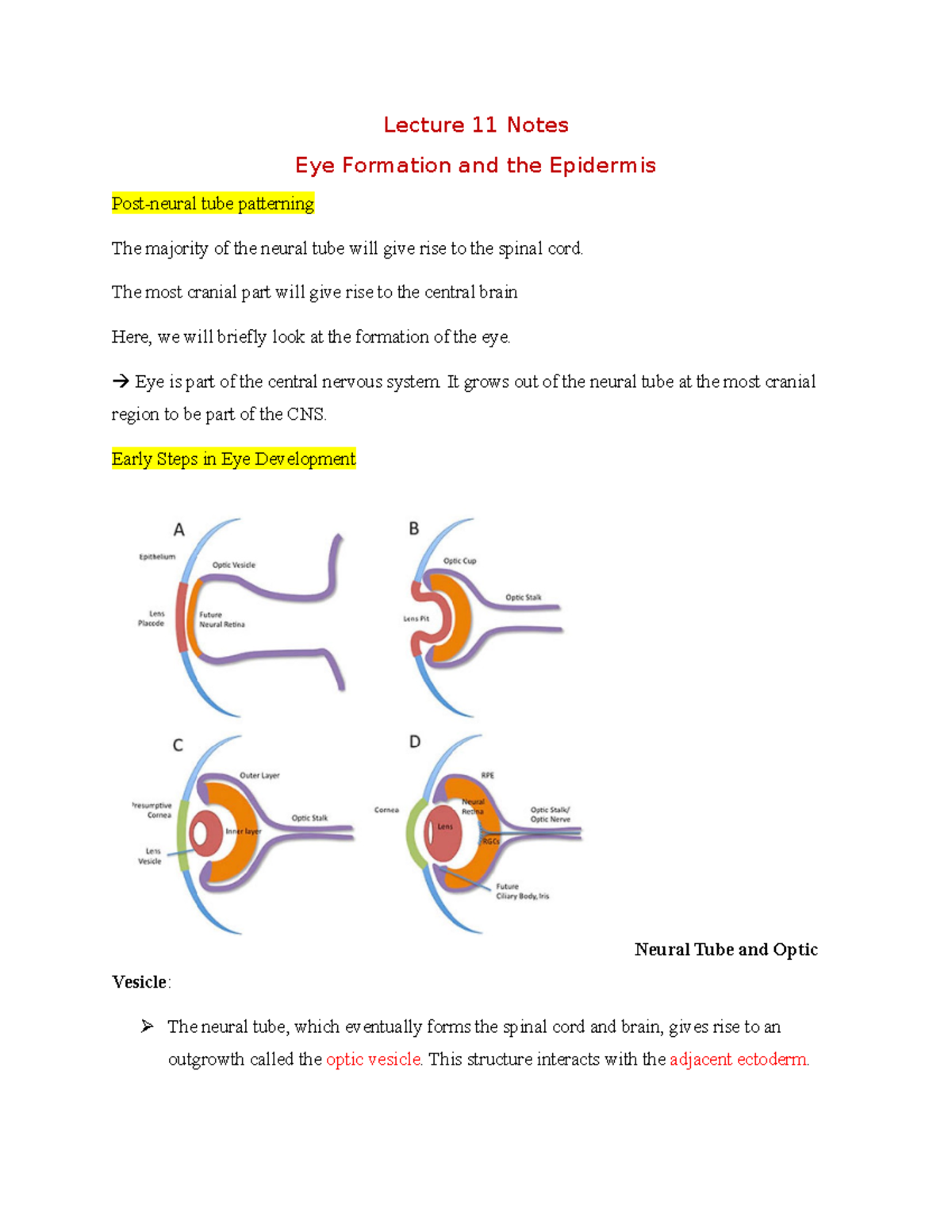 BIO380 Lecture 11 Notes - Lecture 11 Notes Eye Formation and the ...