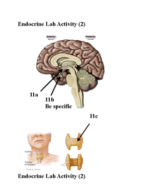 Anatomy and Physiology Lecture 1 Study Guide - Fill in answers to these ...