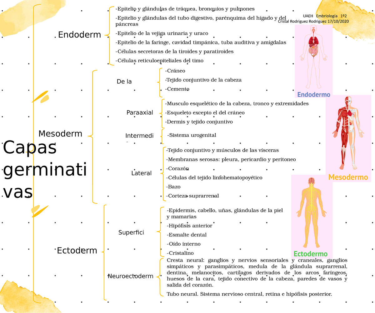 Capas - UAEH Embriología 1º Cristal Rodriguez Rodriguez 17/10/ Lateral ...