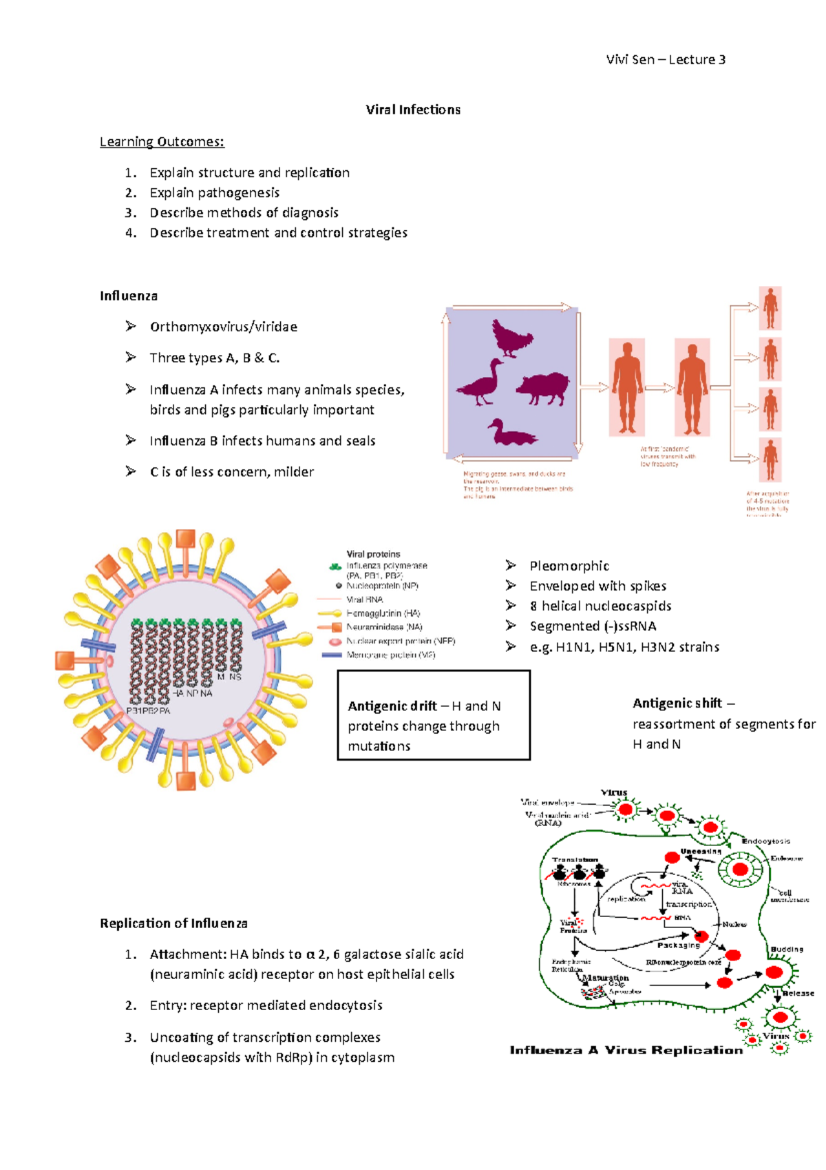 Viral Infections - Viral Infections Learning Outcomes: Explain ...