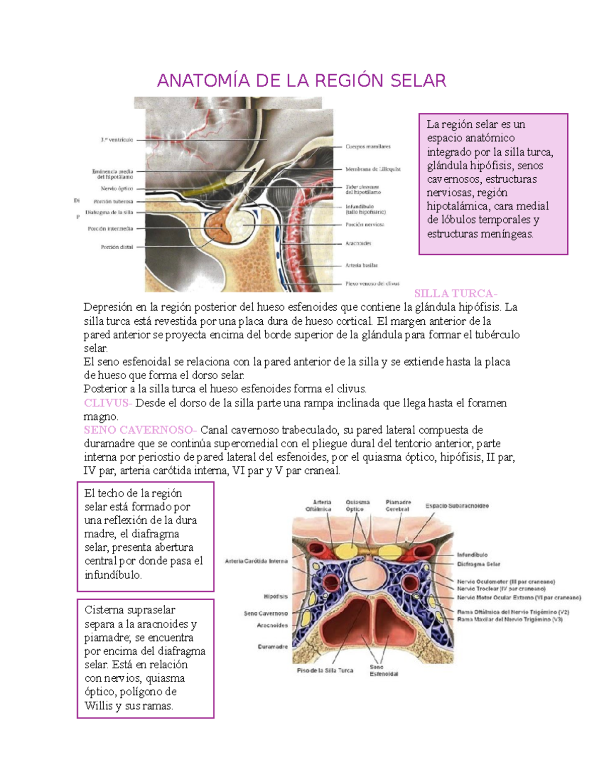 Anatomía de Región Selar - ANATOMÍA DE LA REGIÓN SELAR SILLA TURCA ...