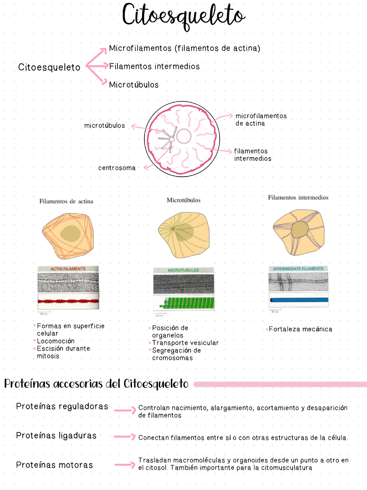 Biología resumen - Citoesqueleto Microfilamentos (filamentos de actina ...