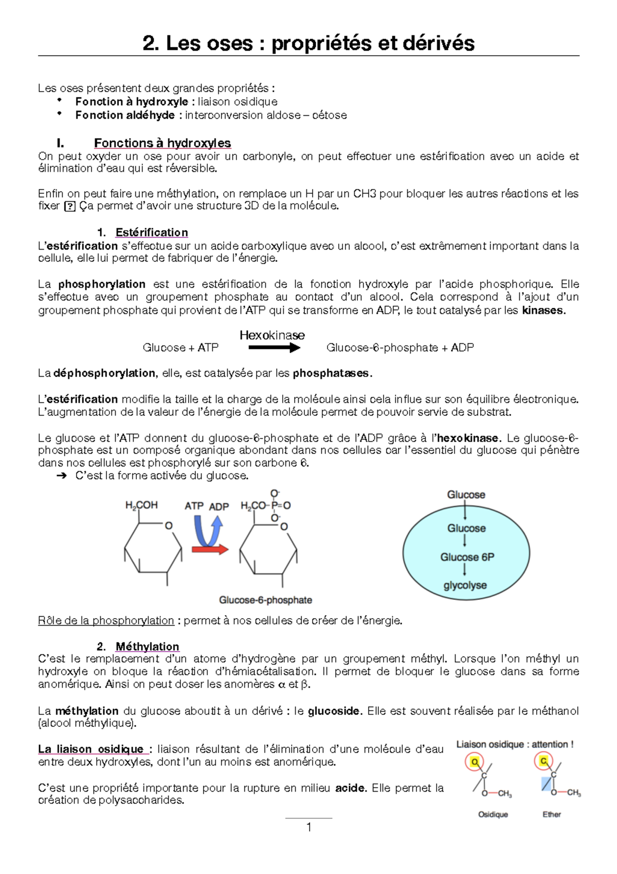 2 - Les oses - Oses 2019/2020 - 2. Les oses : propriétés et dérivés Les ...